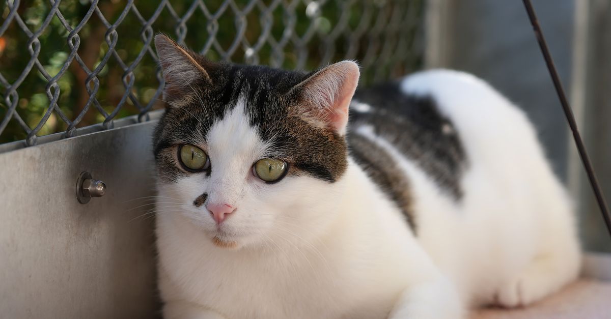 Railo - Verein Katzenhilfe - Bern